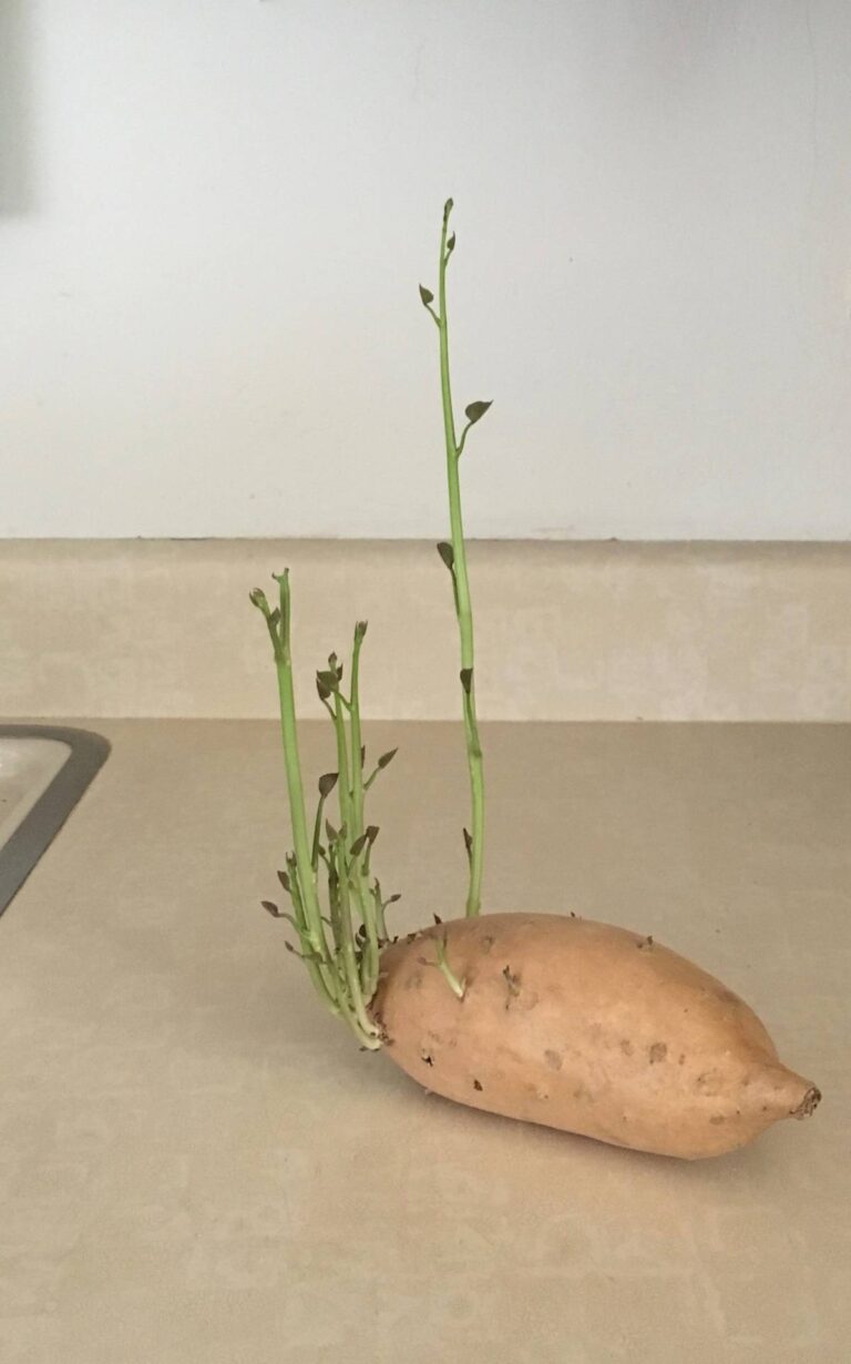 7 Signs Your Sweet Potato Has Gone Bad